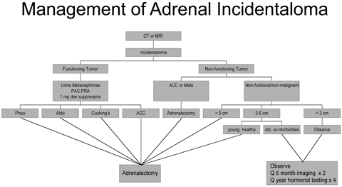 Adrenal Incidentaloma | Columbia University Department of Surgery