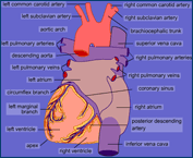 About the Heart | Columbia University Department of Surgery